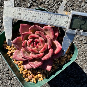 Echeveria 'daredevil With Dark Line', Bigger One, 2.7inches, NEW Hybrid ...