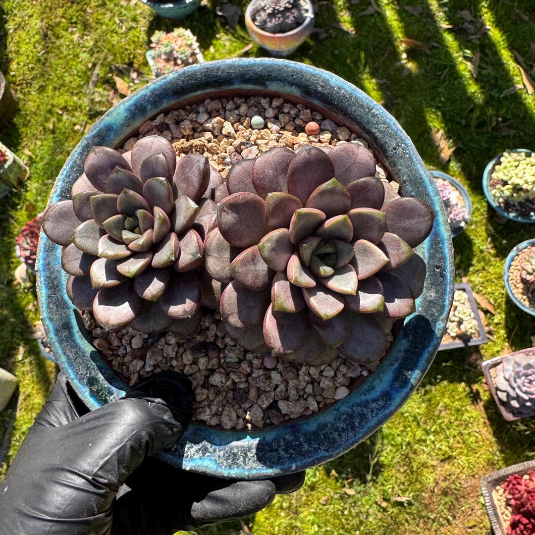 Rare Succulents, Graptoveria Amethorum 'grape' , 2heads, 4.8in - Etsy