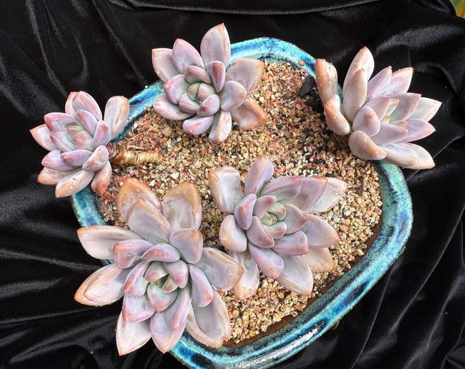Echeveria Korean Graptoveria 'opalina' Big Cluster, Nice Color, High Quality ,6.1 Inches, Nice ...