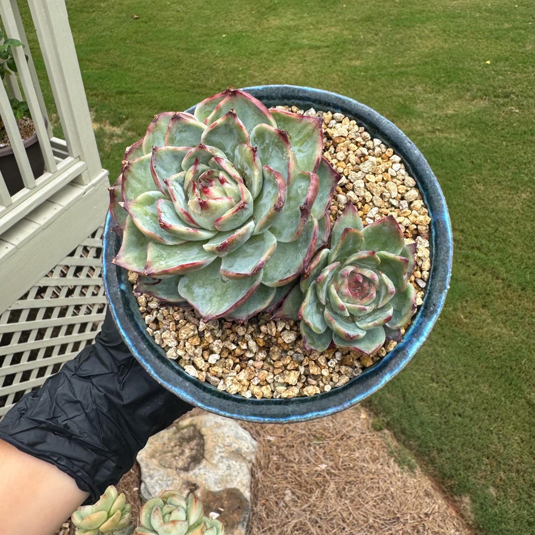 Rare Succulents Plants, Echeveria Agavoides 'casio', 2heads, 4.4inches - Etsy