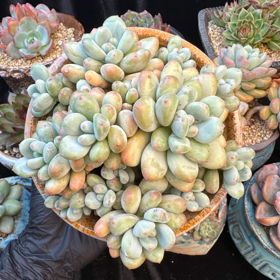 Pachyphytum 'oviferum Mikadukibijin Hybrid' Cluster, 4inches - Etsy
