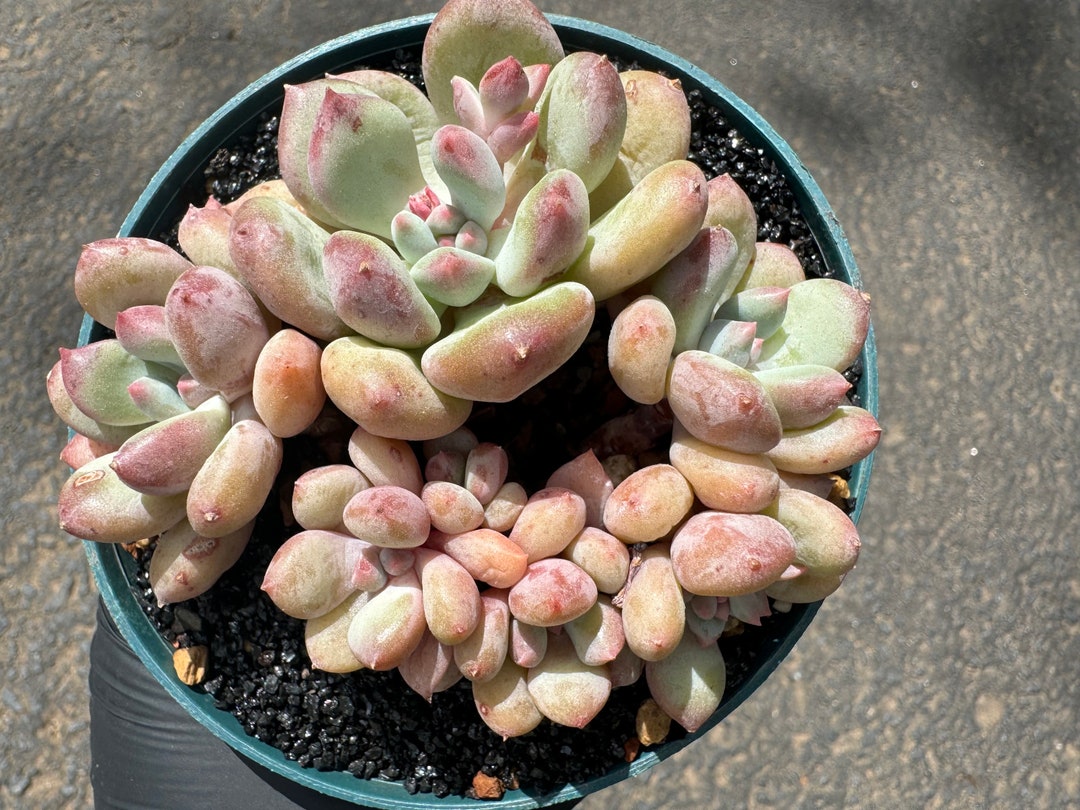 Pachyphytum 'strawberry Cheese Crest' Cluster, 3.4inches, New Hybrid ...
