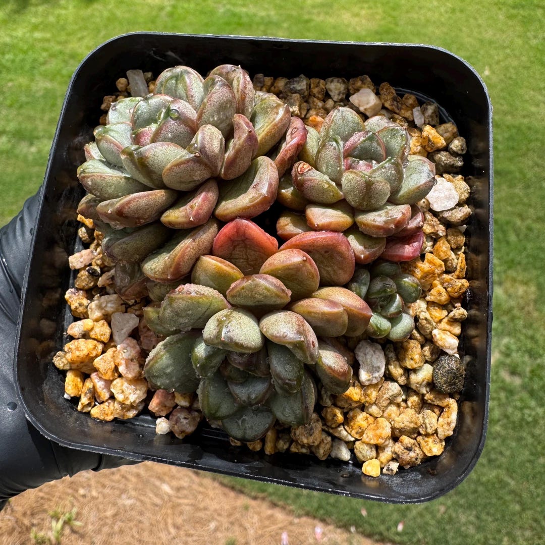 Rare Succulents, Echeveria 'grape ' Cluster, 2.7inches - Etsy