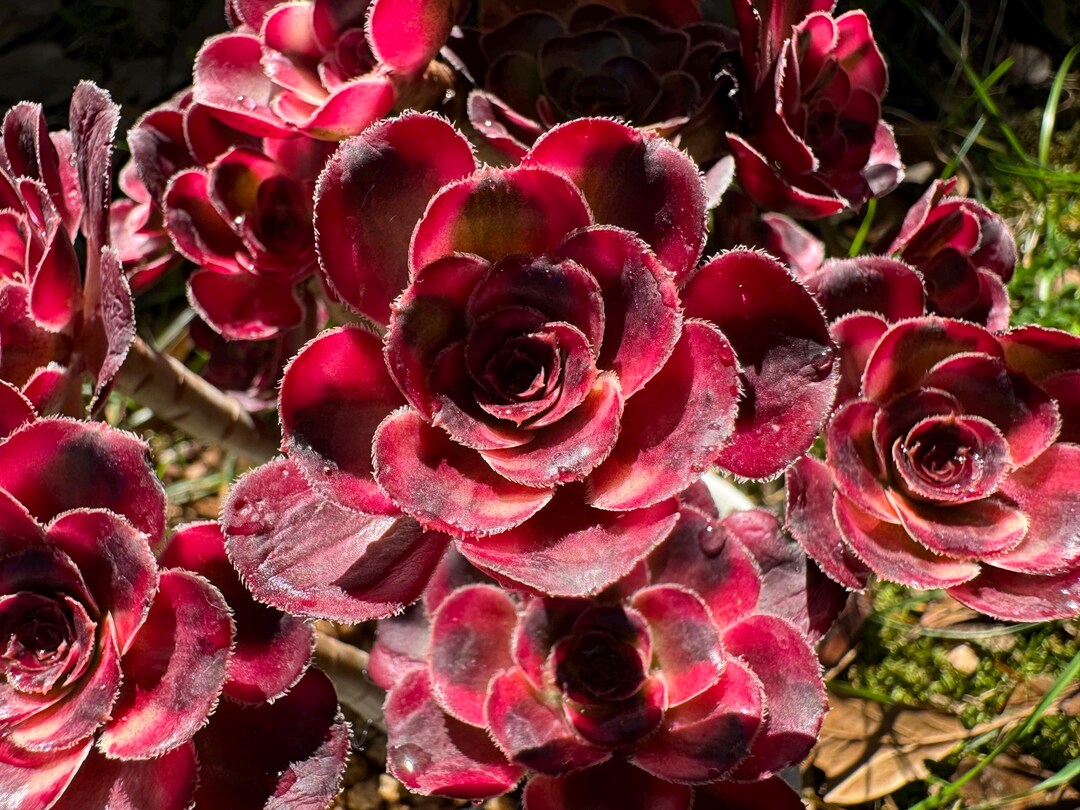 NEW Aeonium' Chane L Cluster ', Nice Color, High Quality, a Lots of ...
