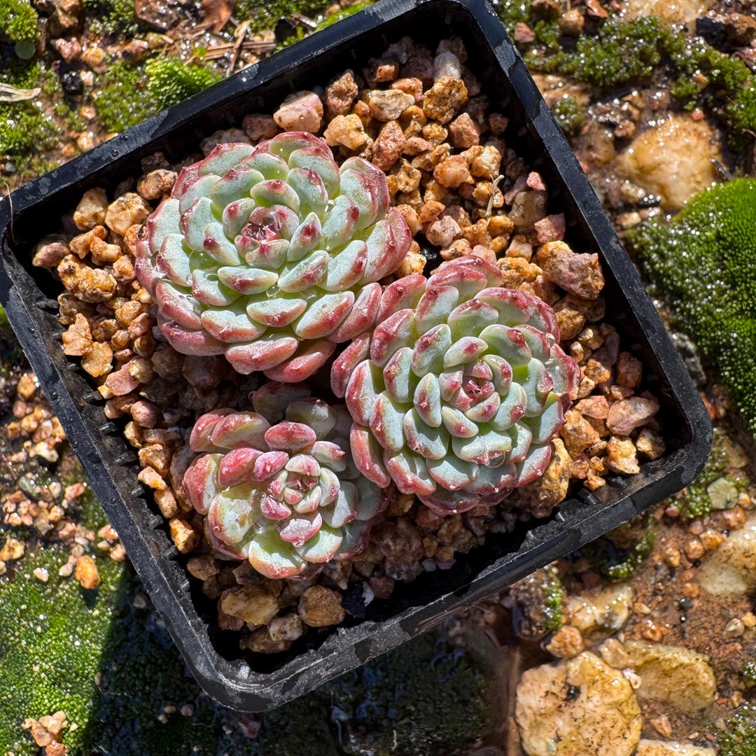 Echeveria 'panda Face ' Cluster, 3heads, 2.4inches, Nice Color, Great Quality, Bare Root ...