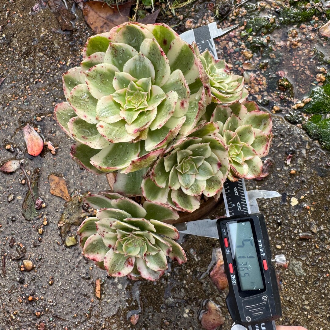 Aeonium 'white Zwartkin ' Cluster, 5.1inches, Bare Root, Imported Rare ...