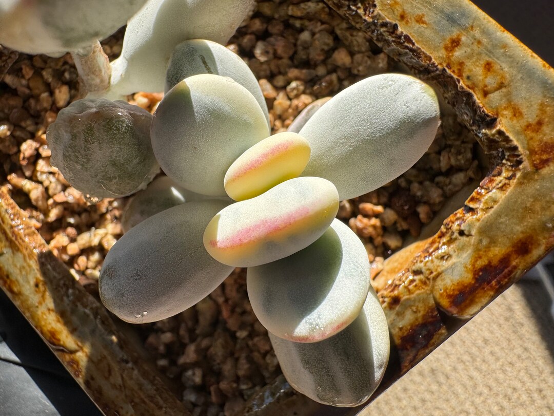 Cotyledon Orbiculate Variegated, 2 Heads 2.7inches, Bare Root, Imported ...