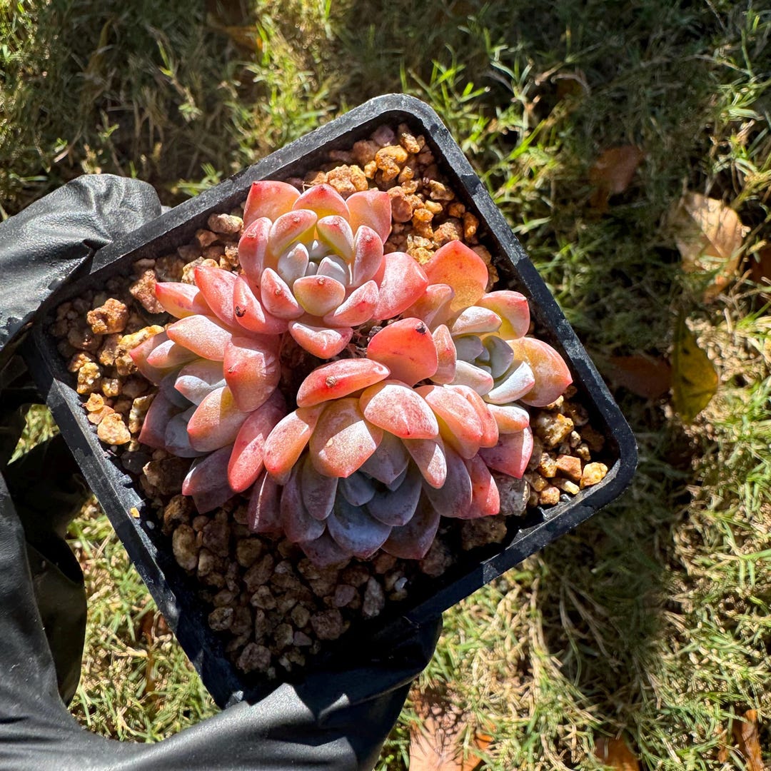 Echeveria'monroe X Lauri' Small Cluster, Nice Color , 2.4 Inches ...
