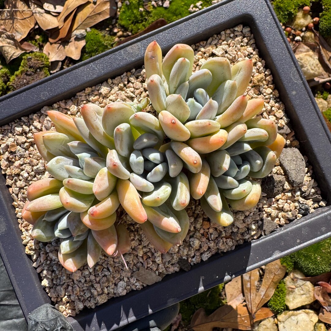 Echeveria 'red Ivory Cluster ', 3.9inches, 5heads, Nice Color , Bare ...