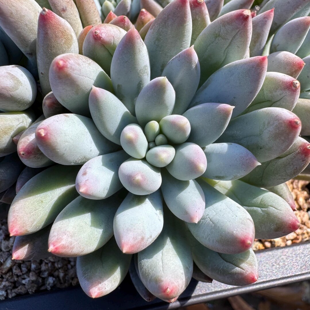 Pachyveria' Angel's Finger' Cluster, 4.6inches, Nice Color, High ...