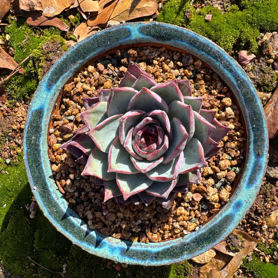 Rare Succulents Plants, Echeveria Agavoides 'casio', Nice Color, 4inches - Etsy