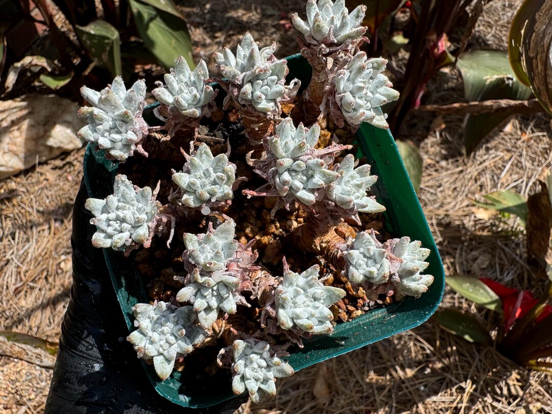 Dudleya Greenei/white Sprite ' Cluster, 3.0inches, Imported Succulent ...