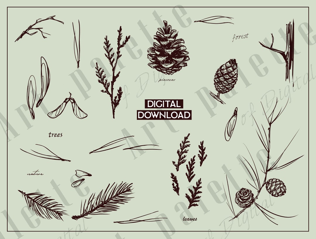 Elements of a Coniferous Forest, Pinecone, Lineart Cones Leaves, Tree ...