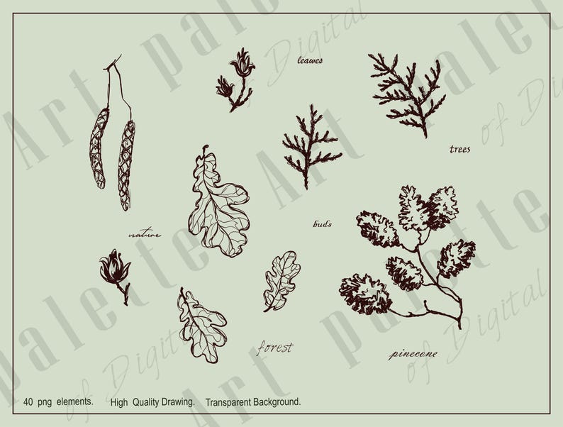 Pinecone Line Art, Coniferous Forest Elements (digital Download) - Etsy