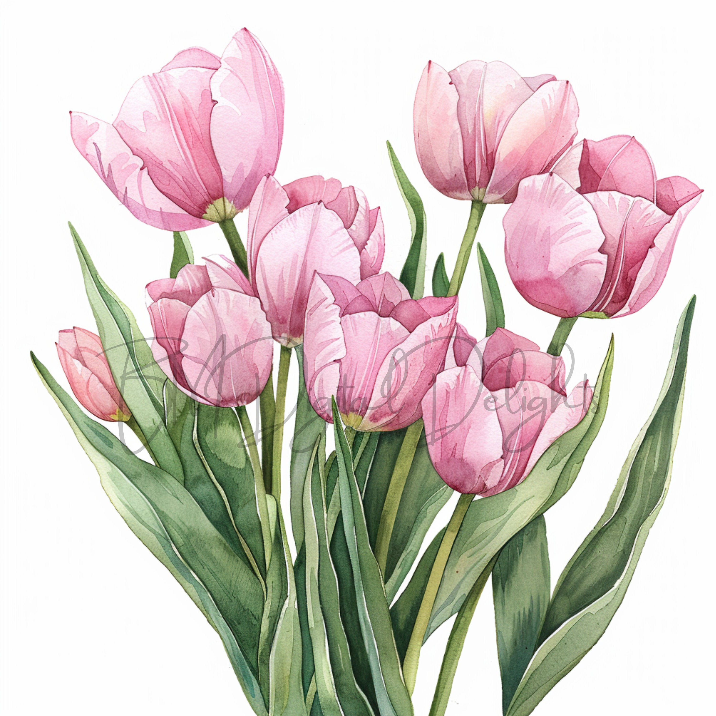 Pink Tulip Clip Art, Watercolour, Pink, Baby Pink, Tulips, Floral ...