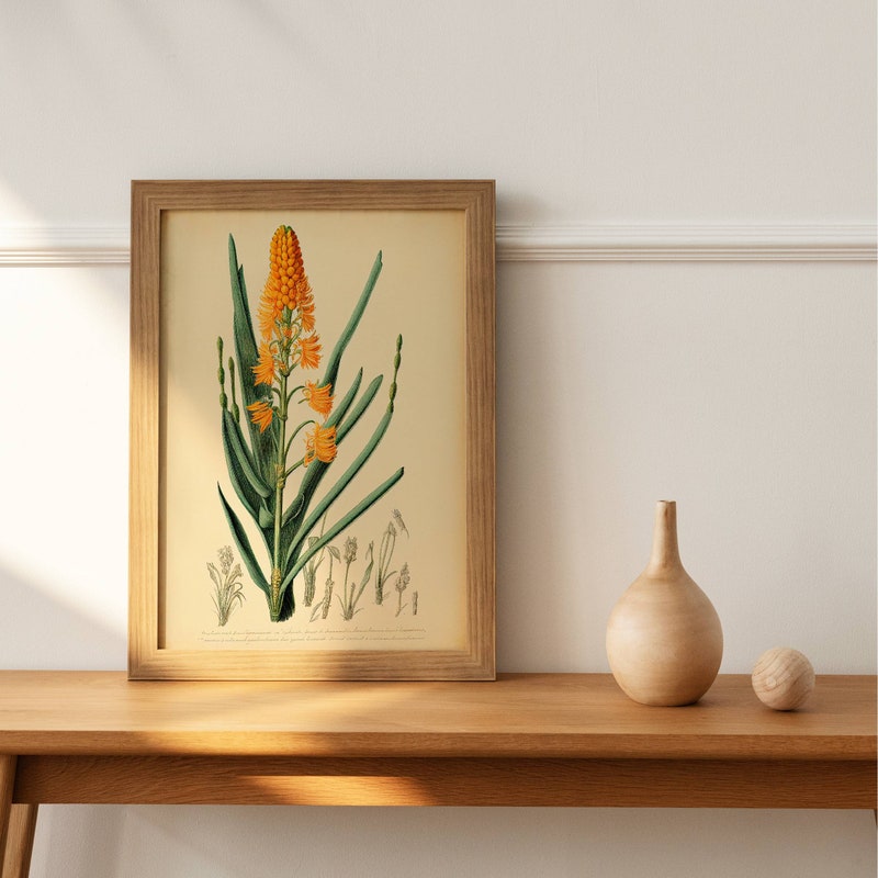 Torch Lily - Etsy