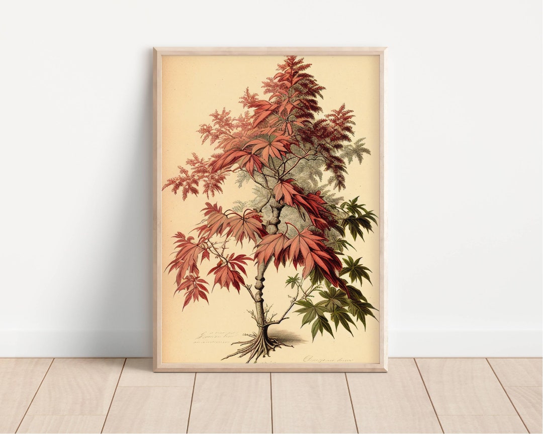 Japanese Maple Botanical Sketch Printable - Detailed Illustration of ...