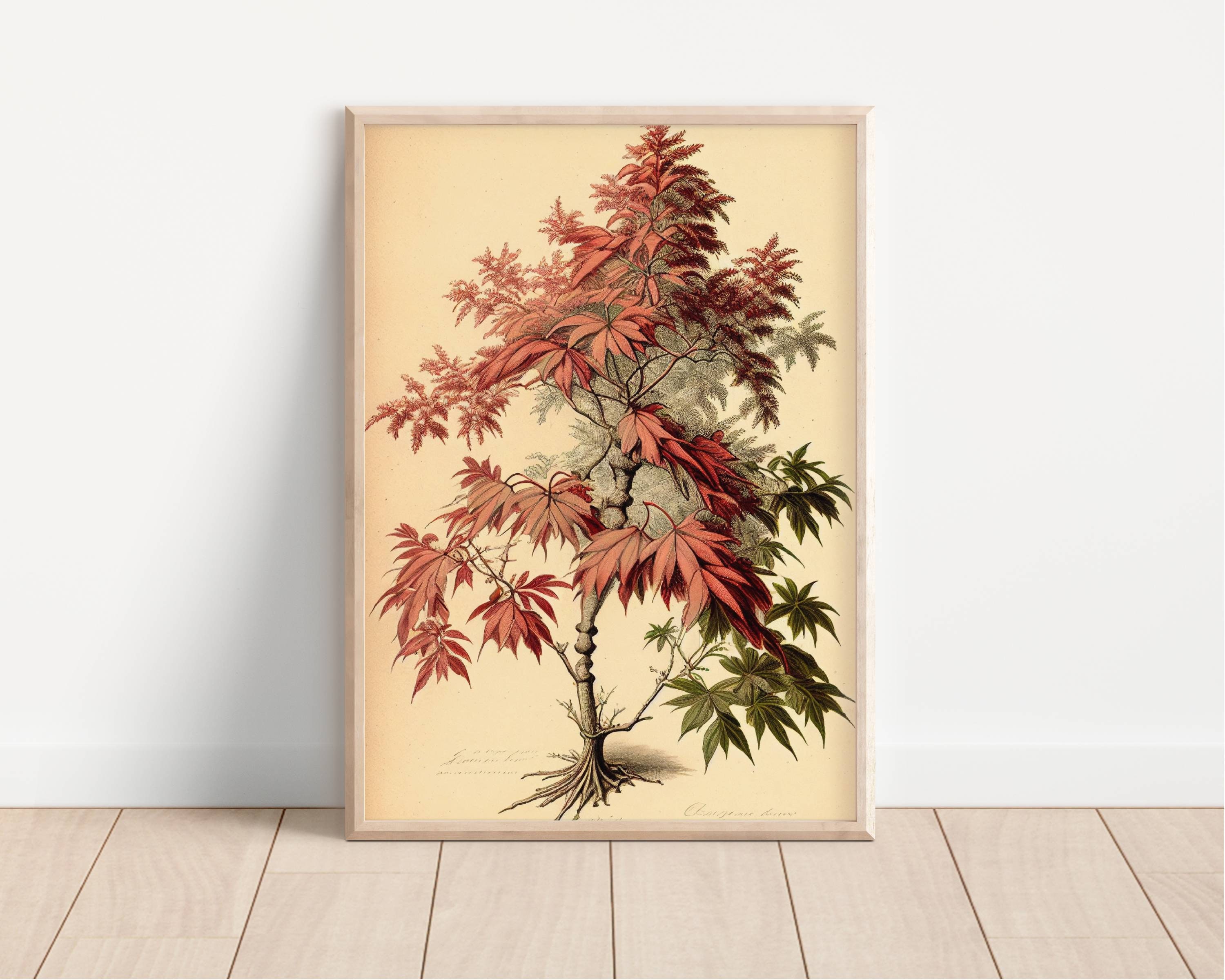 Japanese Maple Botanical Sketch Printable - Detailed Illustration of ...