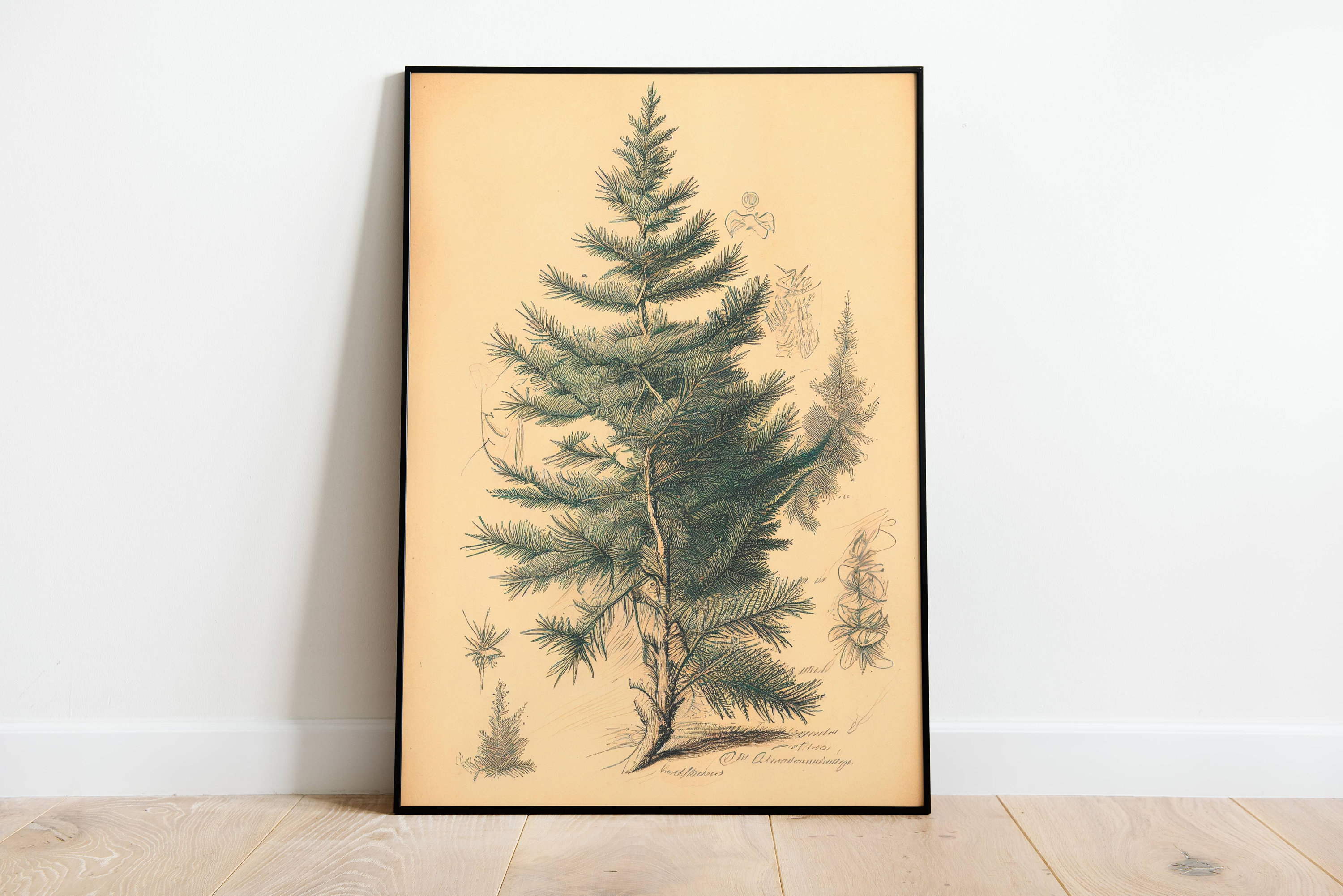 Fir Botanical Sketch Printable - Detailed Illustration of Fir, Perfect ...