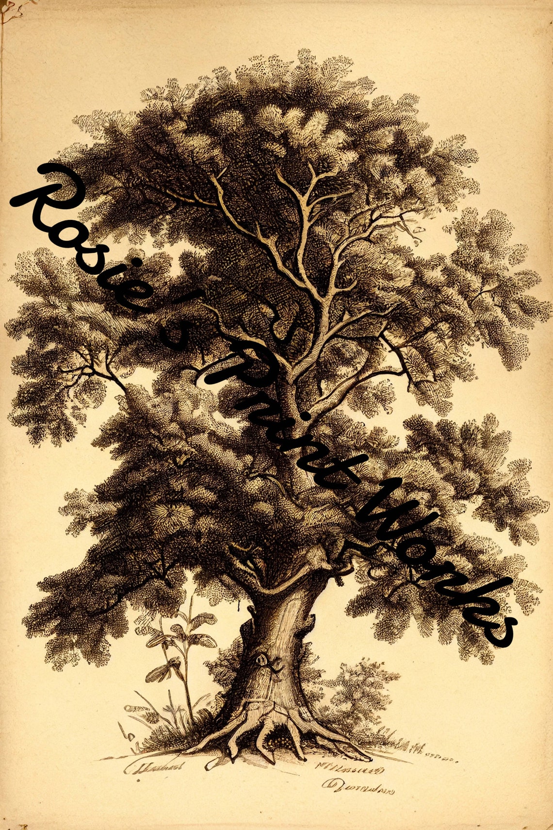 Oak Tree Botanical Sketch Printable - Detailed Illustration of Oak Tree ...