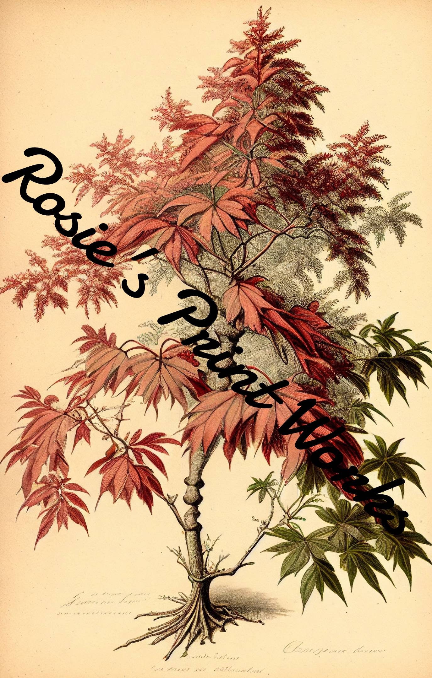 Japanese Maple Botanical Sketch Printable - Detailed Illustration of ...