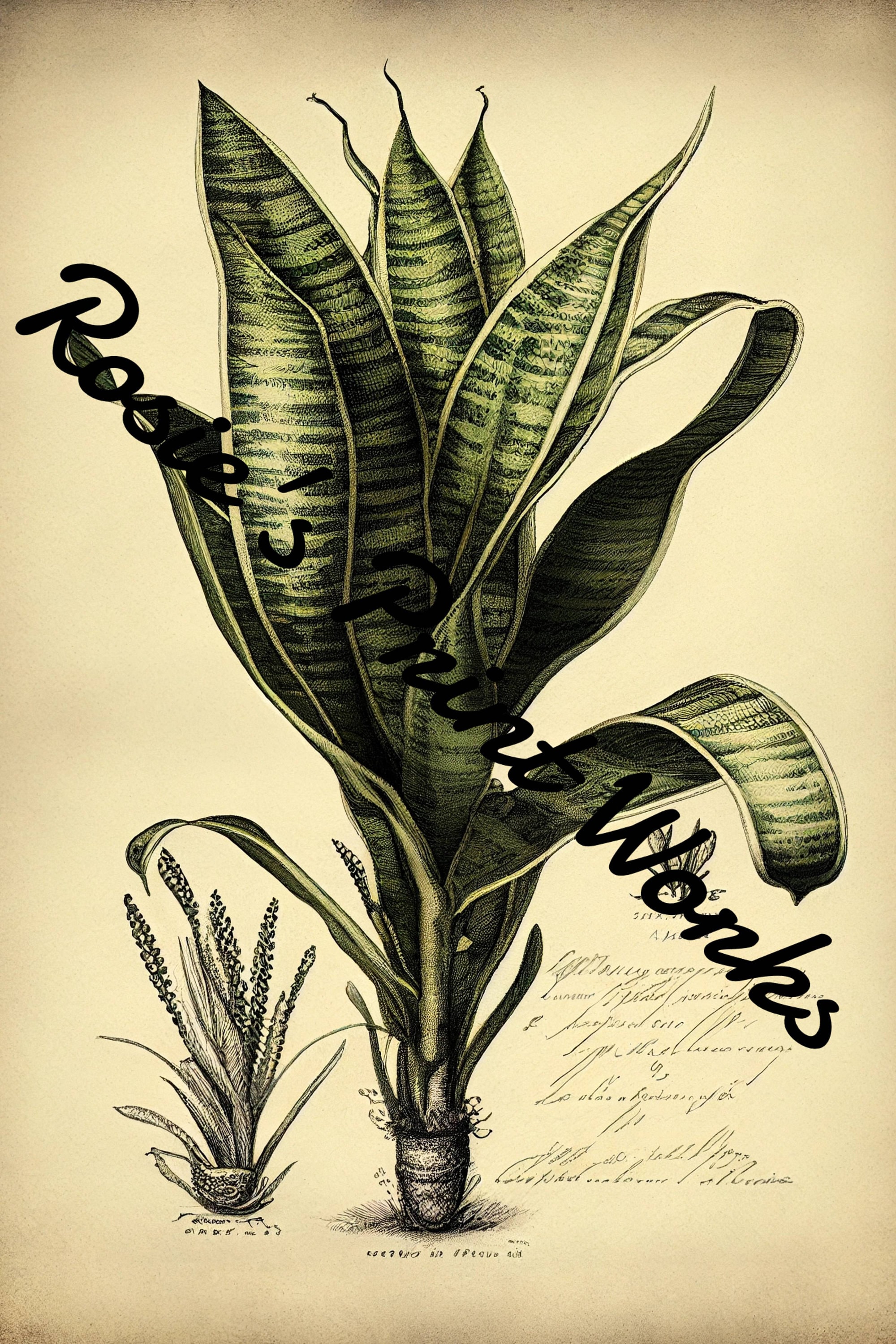 Snake Plant Botanical Sketch Printable - Detailed Illustration of Snake ...