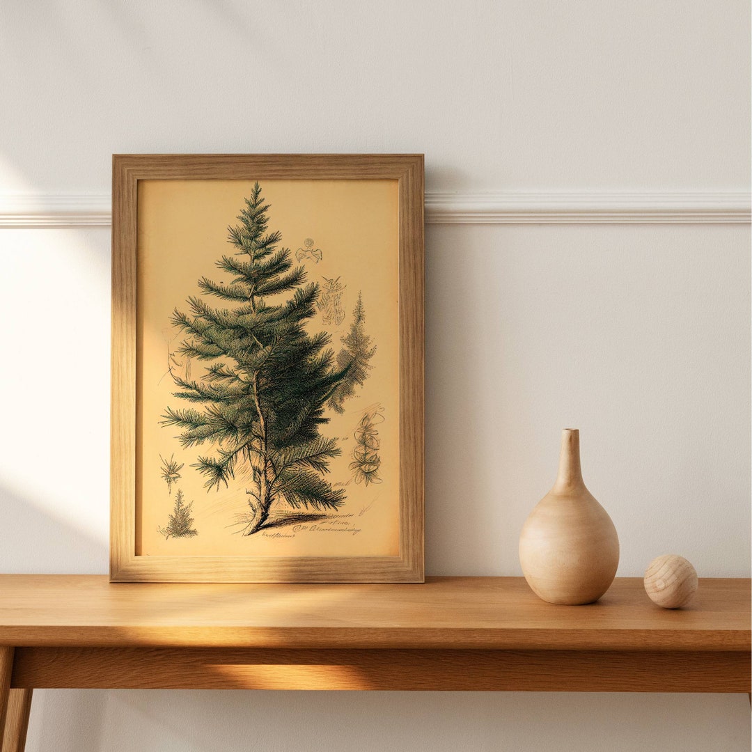 Fir Botanical Sketch Printable - Detailed Illustration of Fir, Perfect ...