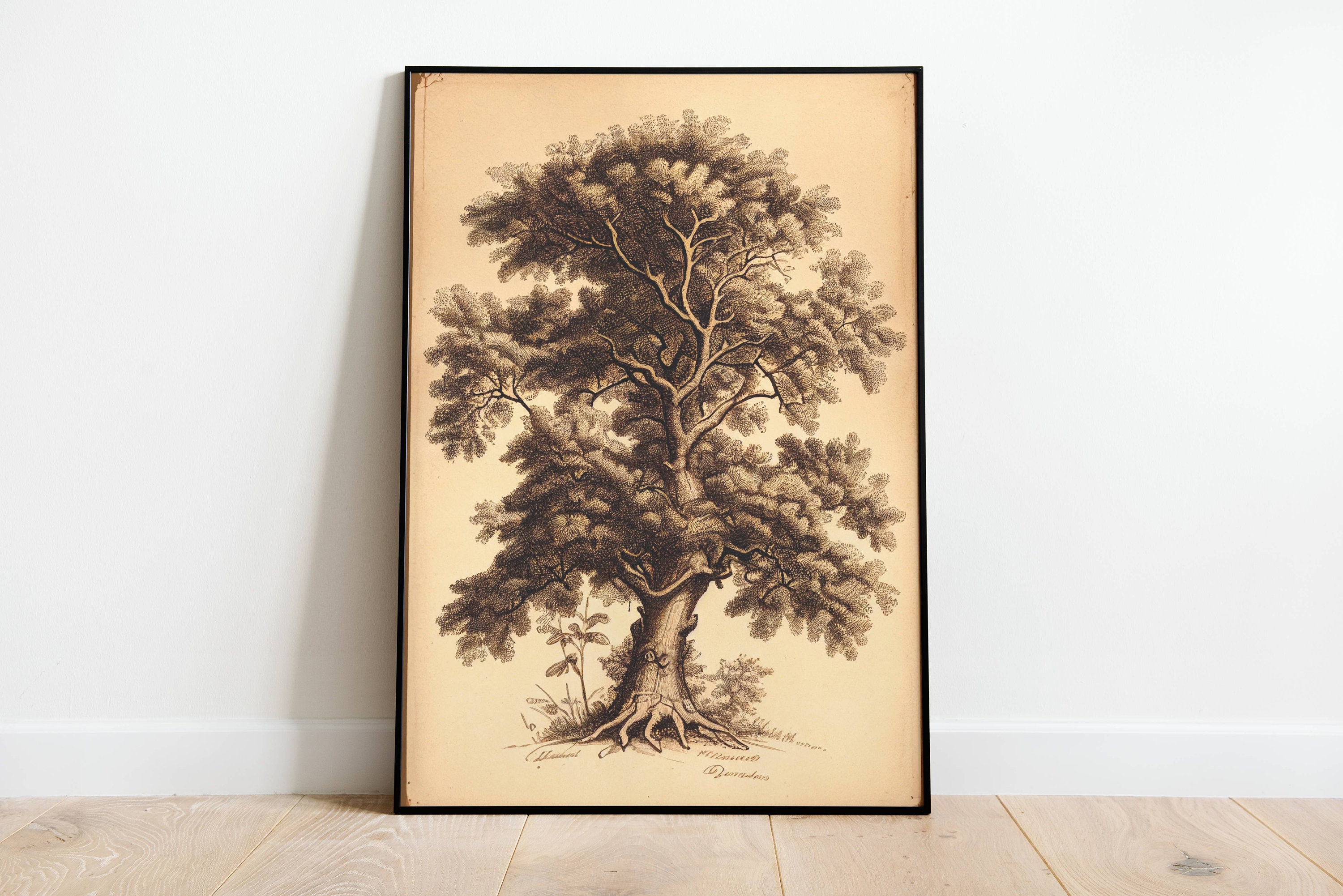 Oak Tree Botanical Sketch Printable - Detailed Illustration of Oak Tree ...