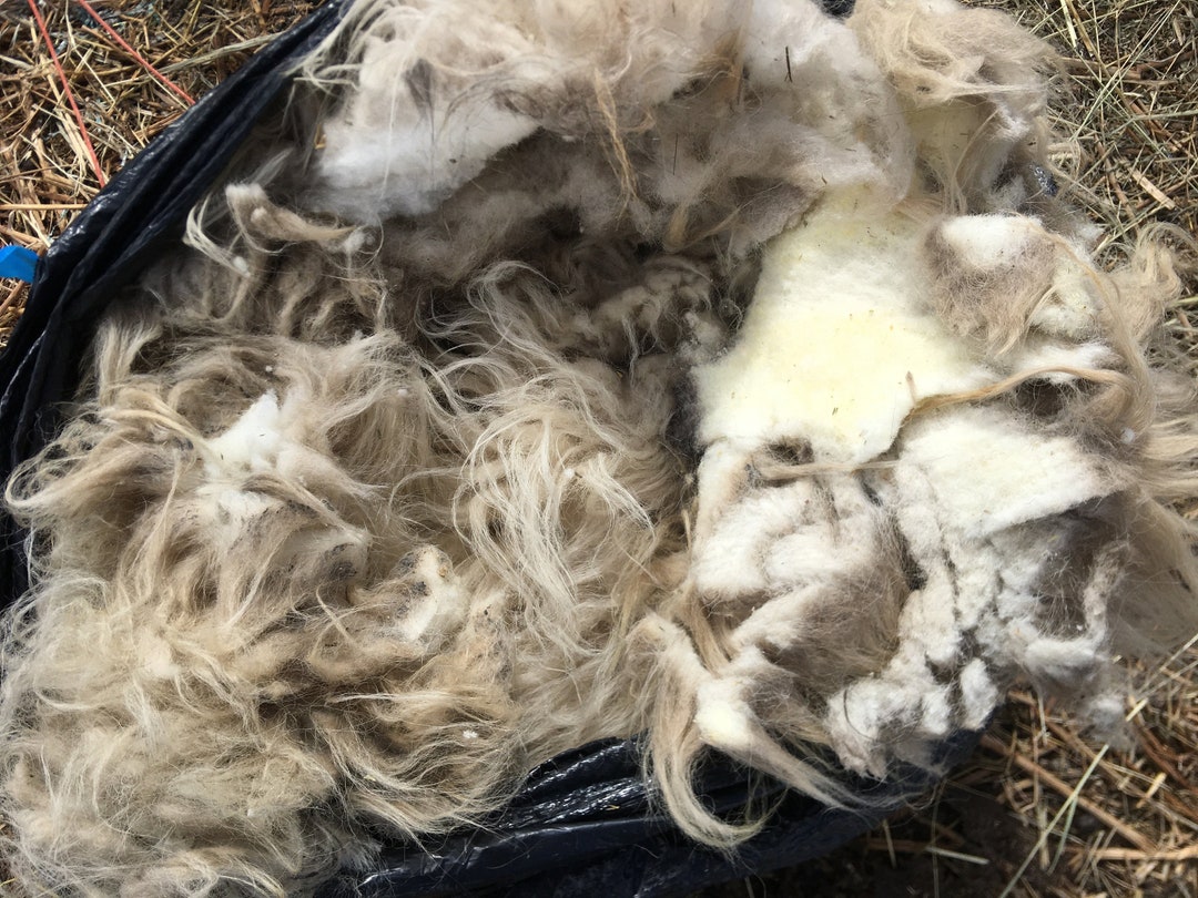 Complete Icelandic Ram Lamb's Wool Raw White - Etsy