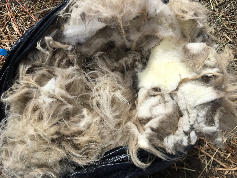 Complete Icelandic Ram Lamb's Wool Raw White - Etsy