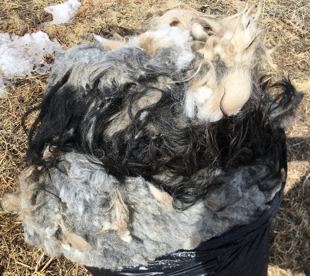 Complete Icelandic Ram's Wool Raw White Silver Gray Black - Etsy