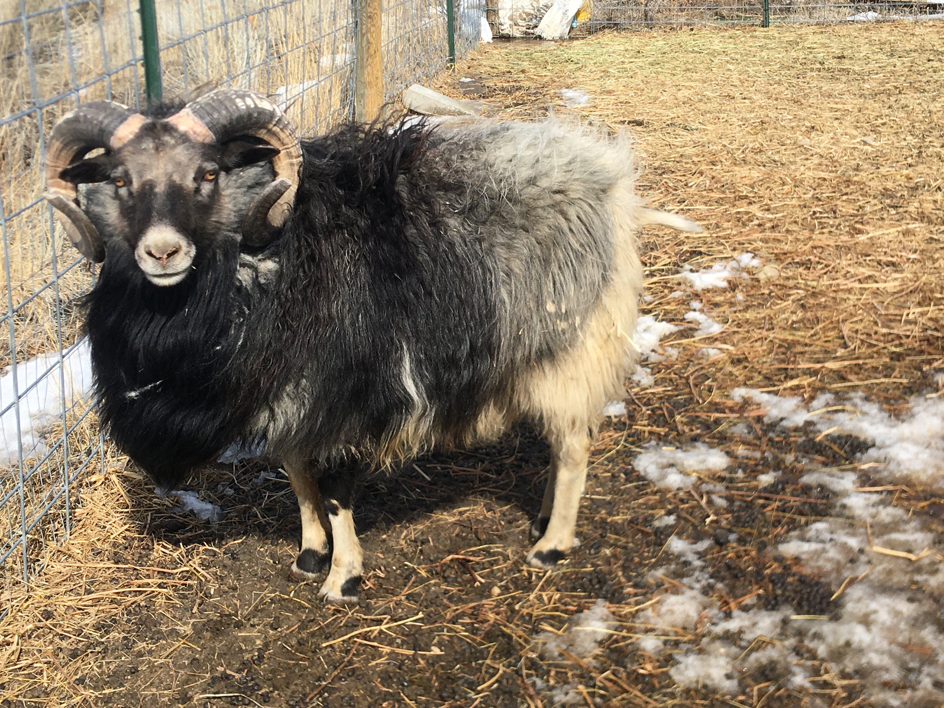 Complete Icelandic Ram's Wool Raw White Silver Gray Black - Etsy
