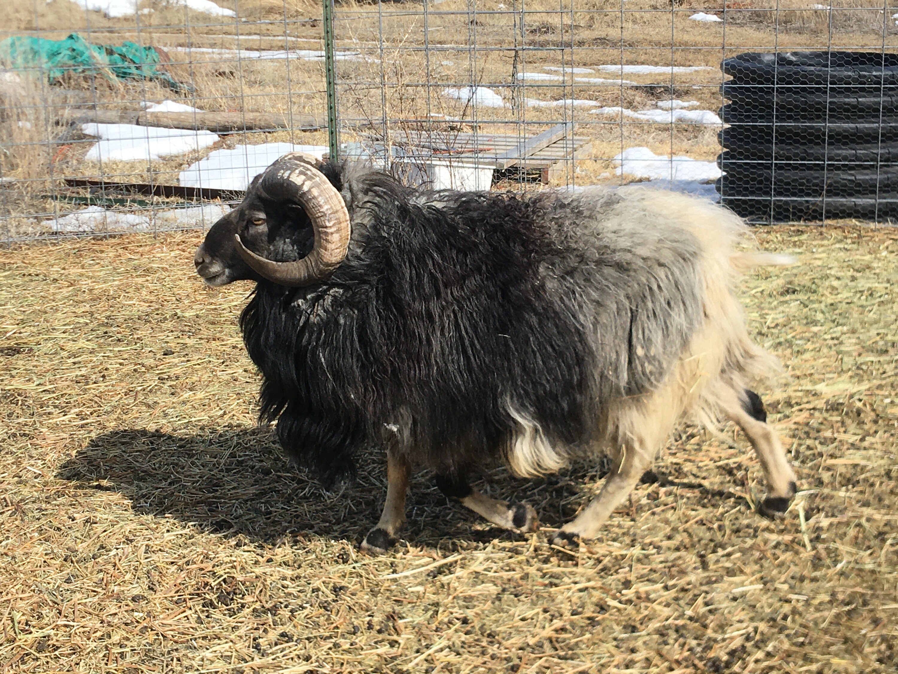 Complete Icelandic Ram's Wool Raw White Silver Gray Black - Etsy
