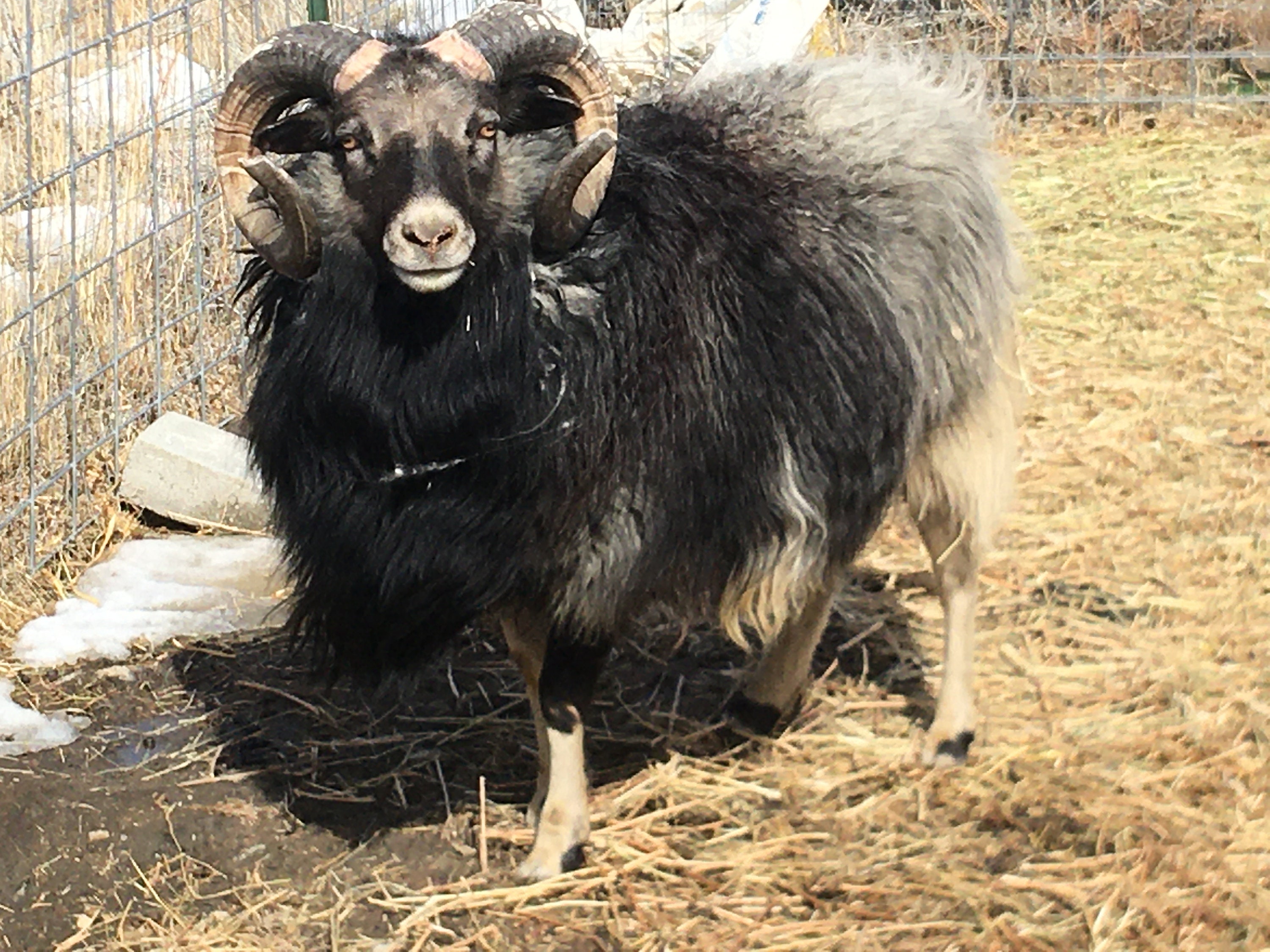 Complete Icelandic Ram's Wool Raw White Silver Gray Black - Etsy