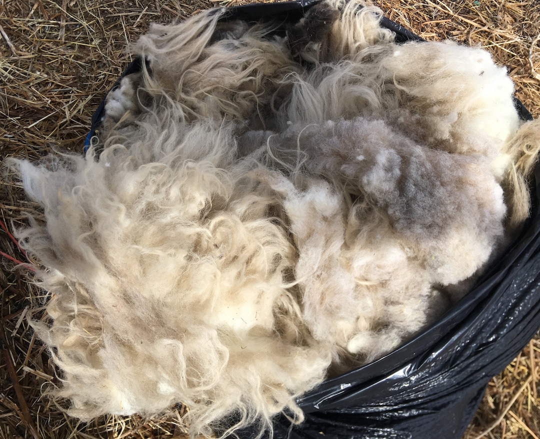 Complete Icelandic Ram Lamb's Wool Raw White - Etsy