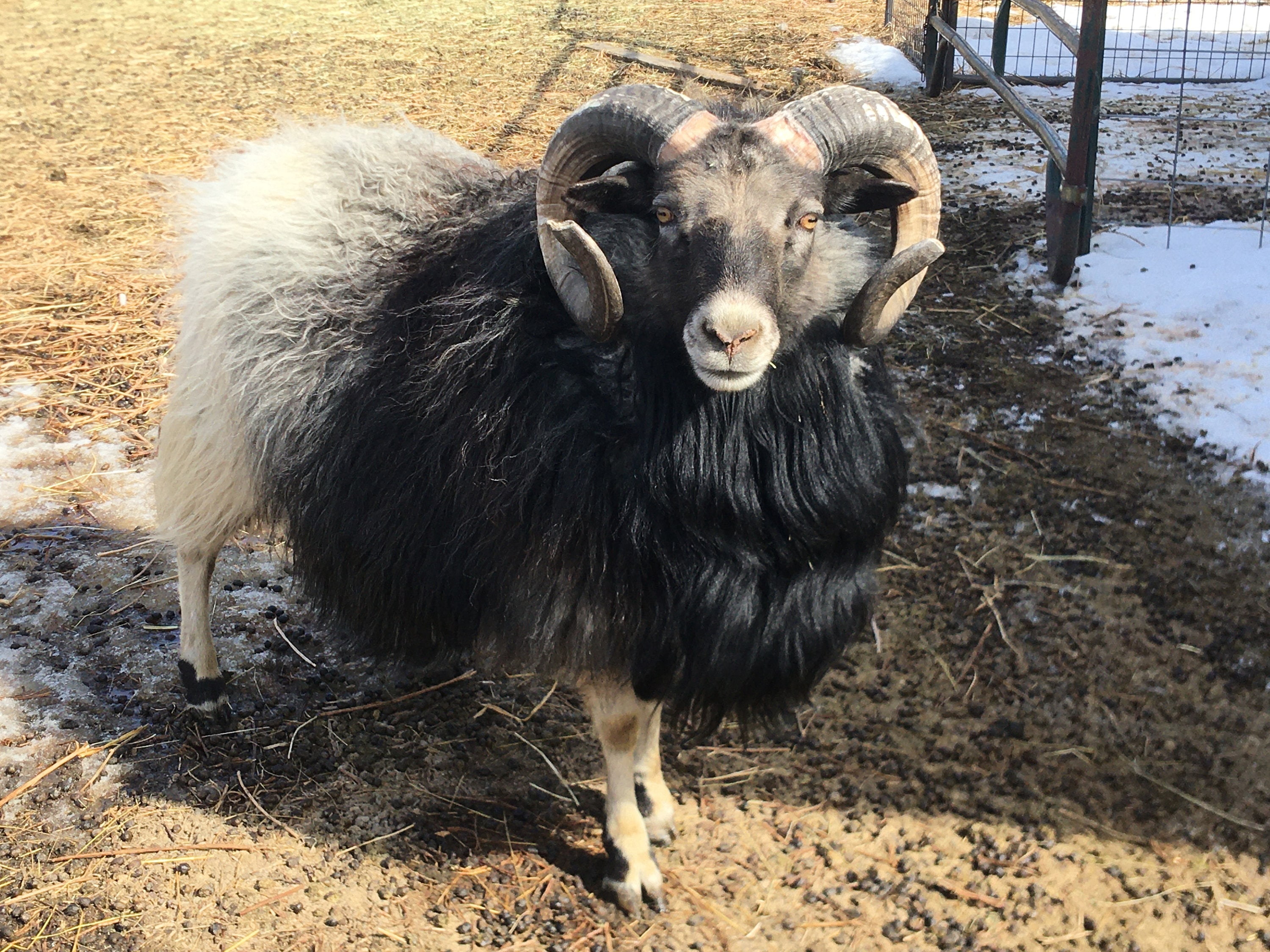 Complete Icelandic Ram's Wool Raw White Silver Gray Black - Etsy