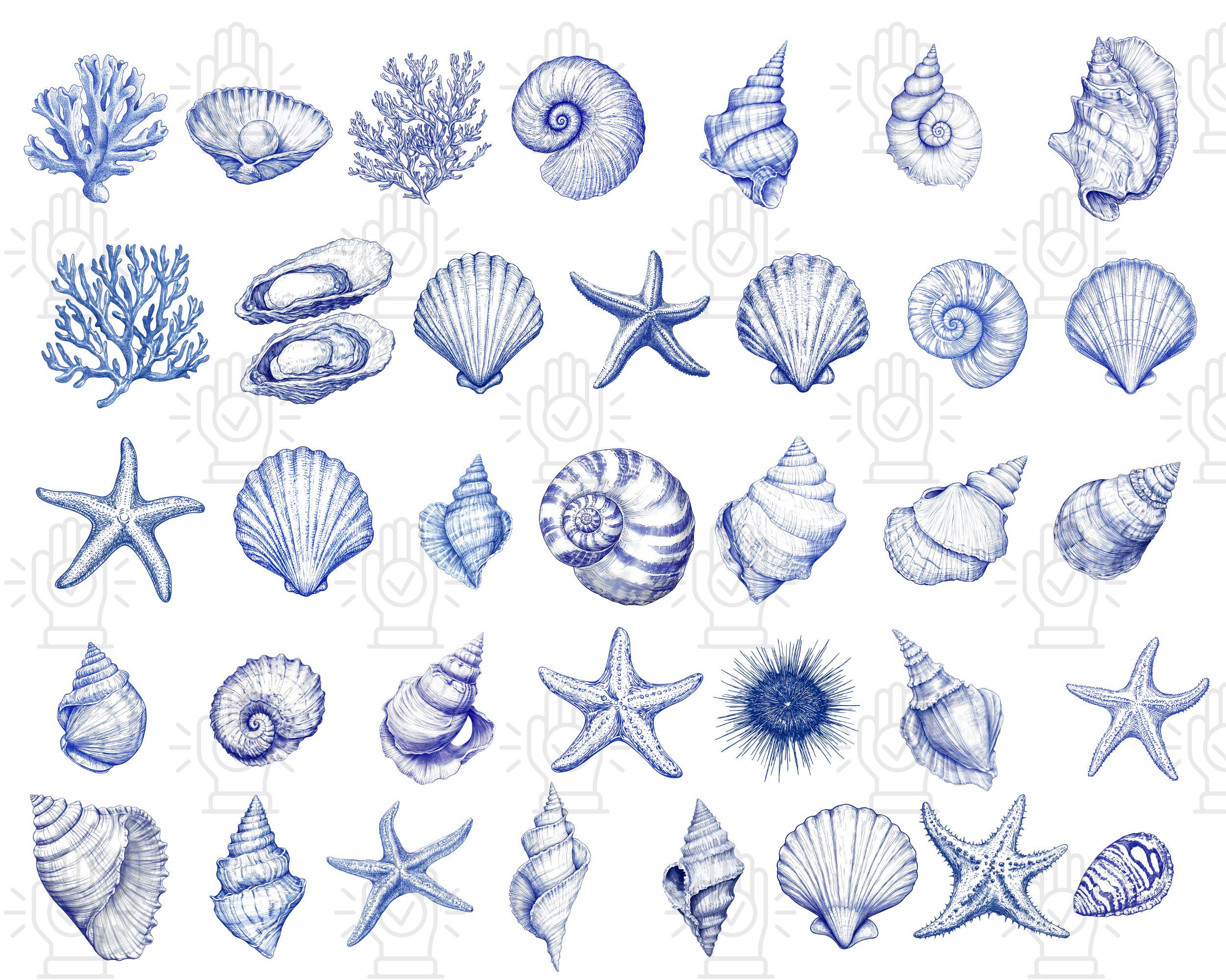 Blue Ink Seashells Clipart Bundle, Watercolor Nautical Ocean Elements ...