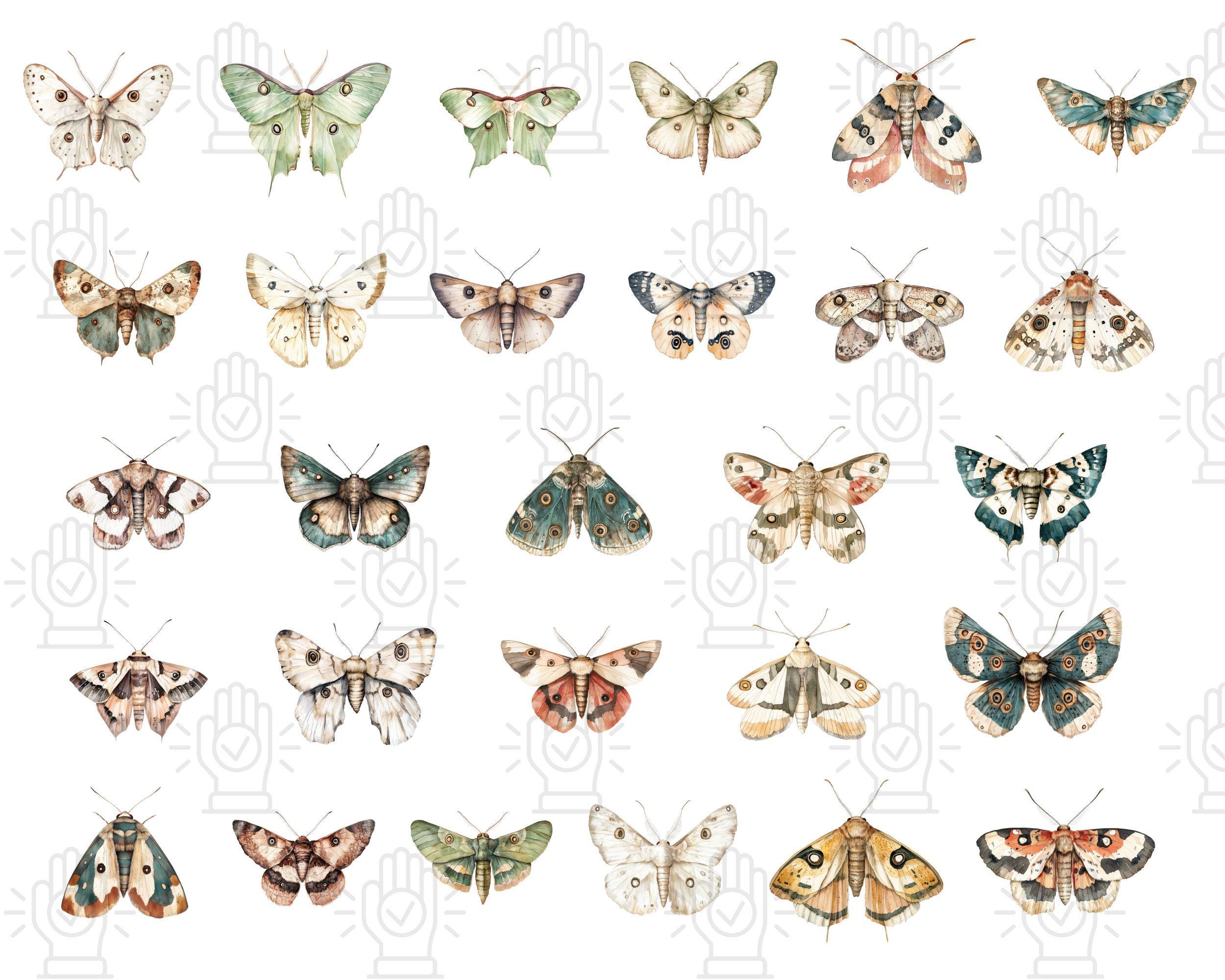 Vintage Moth Watercolor Clipart Bundle, Mystical Moths PNG ...