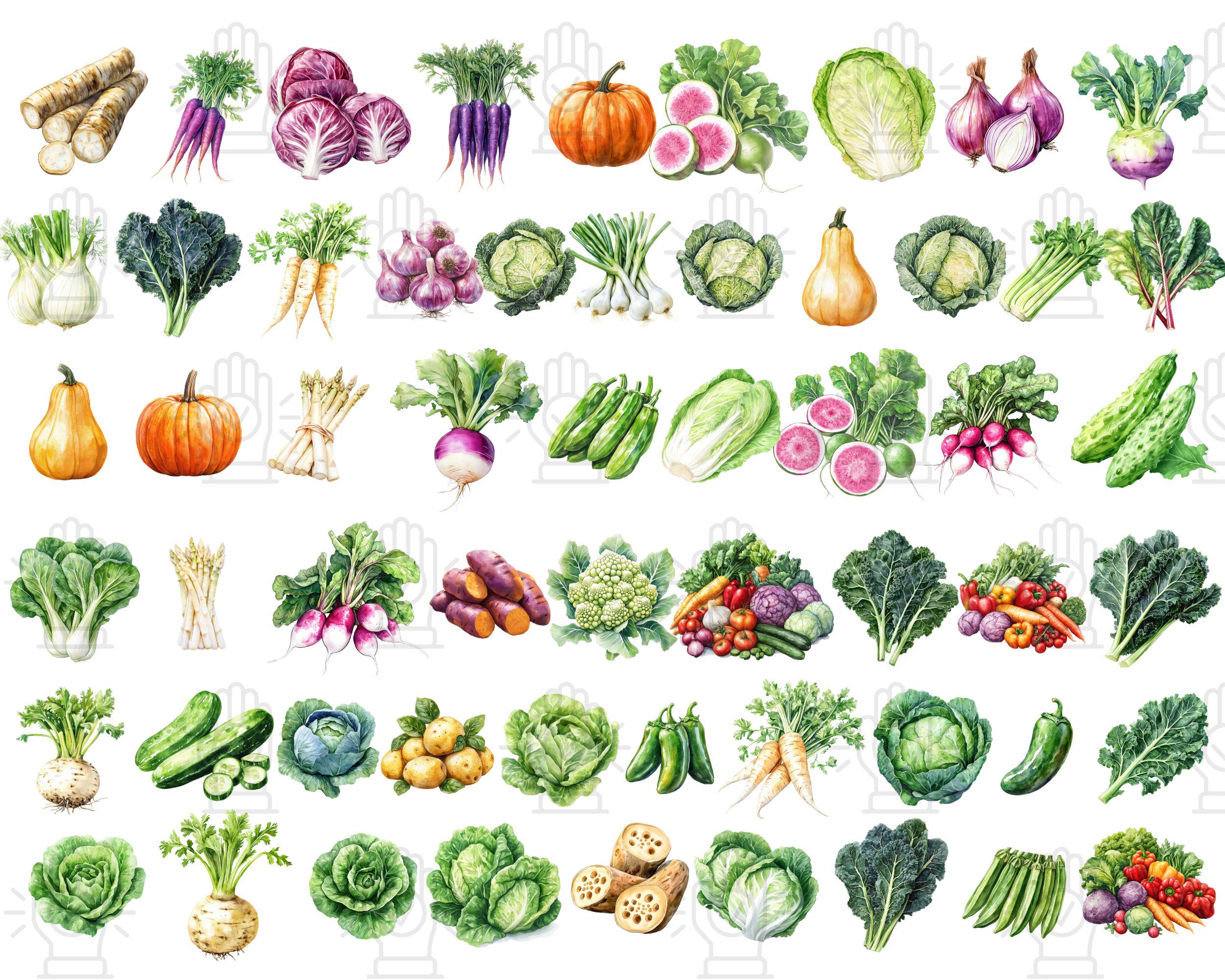 Watercolor Vegetables Clipart Bundle, Farmers Market PNG, Fresh Veggies ...