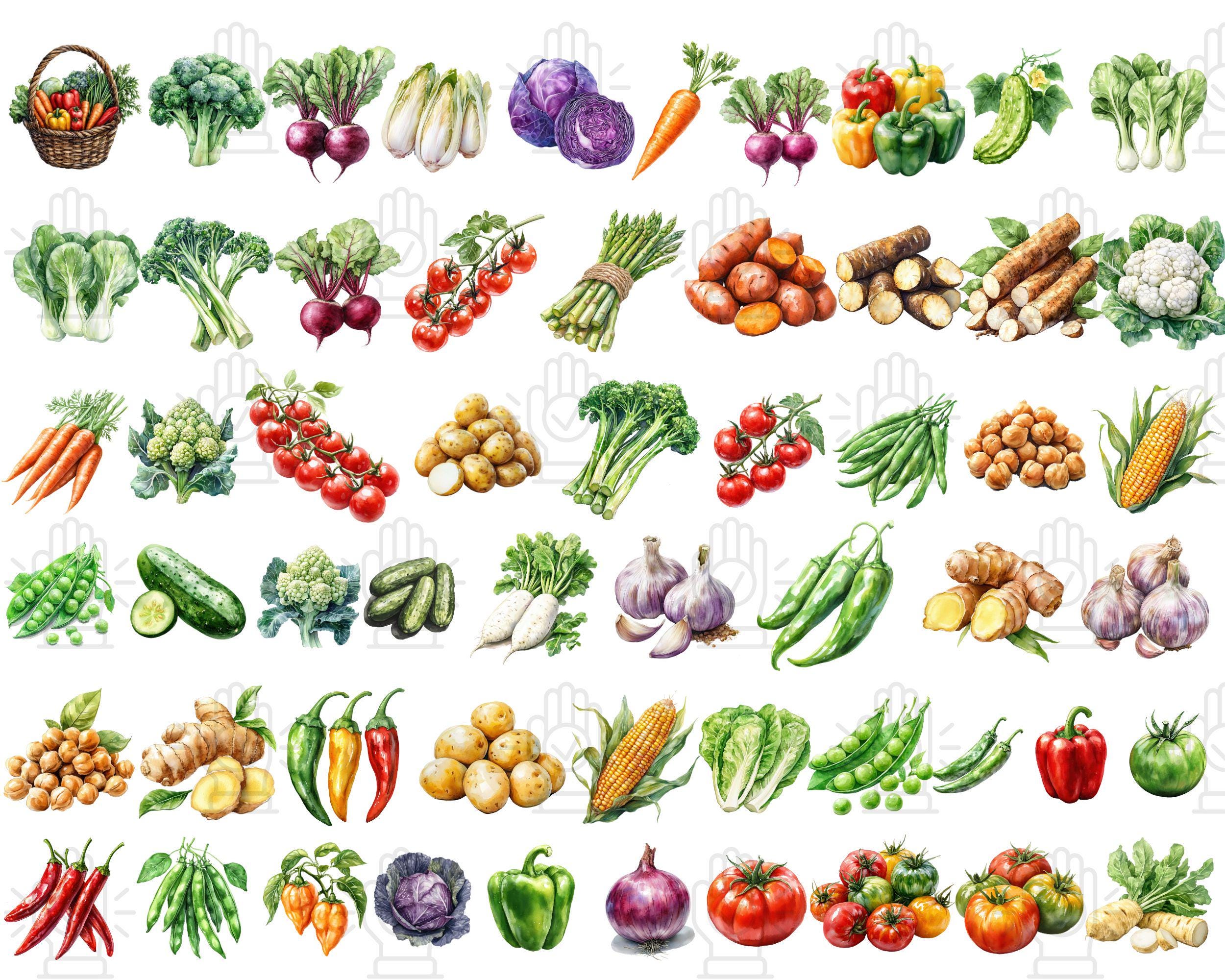 Watercolor Vegetables Clipart Bundle, Farmers Market PNG, Fresh Veggies ...