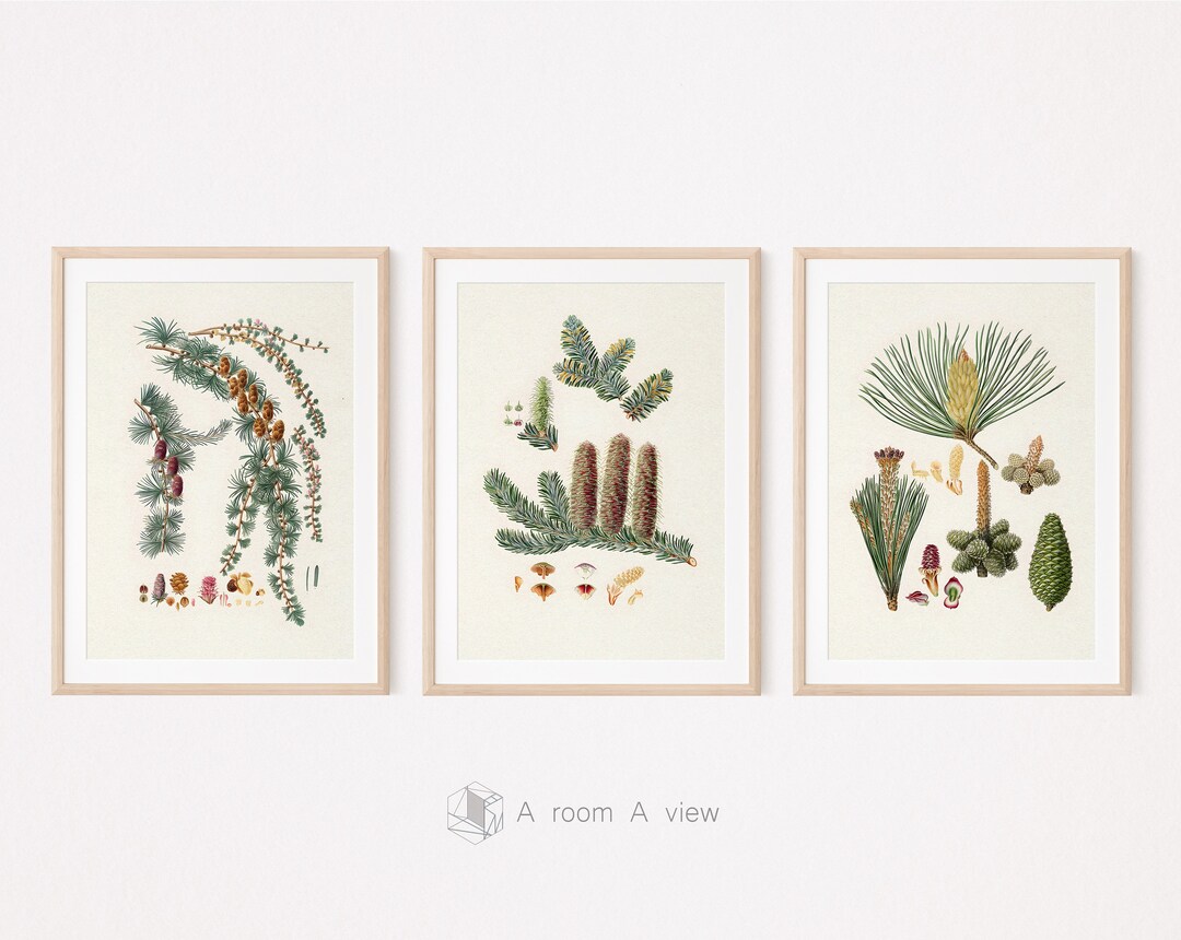 Vintage Conifer Illustrations Set of 3, Boho Nature Gallery Wall Art ...