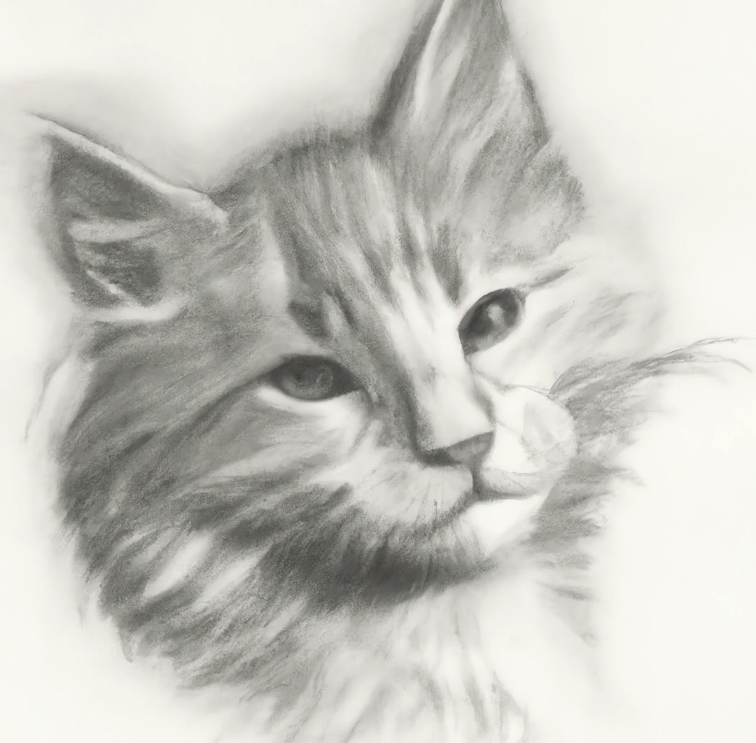 Pencil Drawing Cat - Etsy