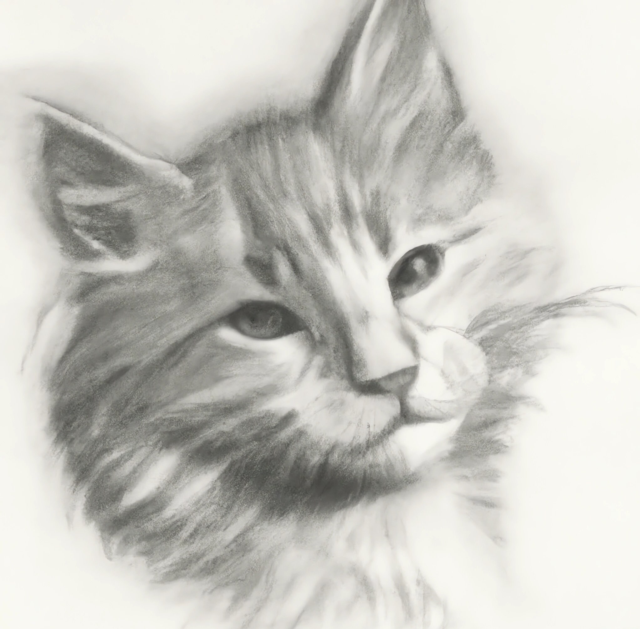 Pencil Drawing Cat - Etsy