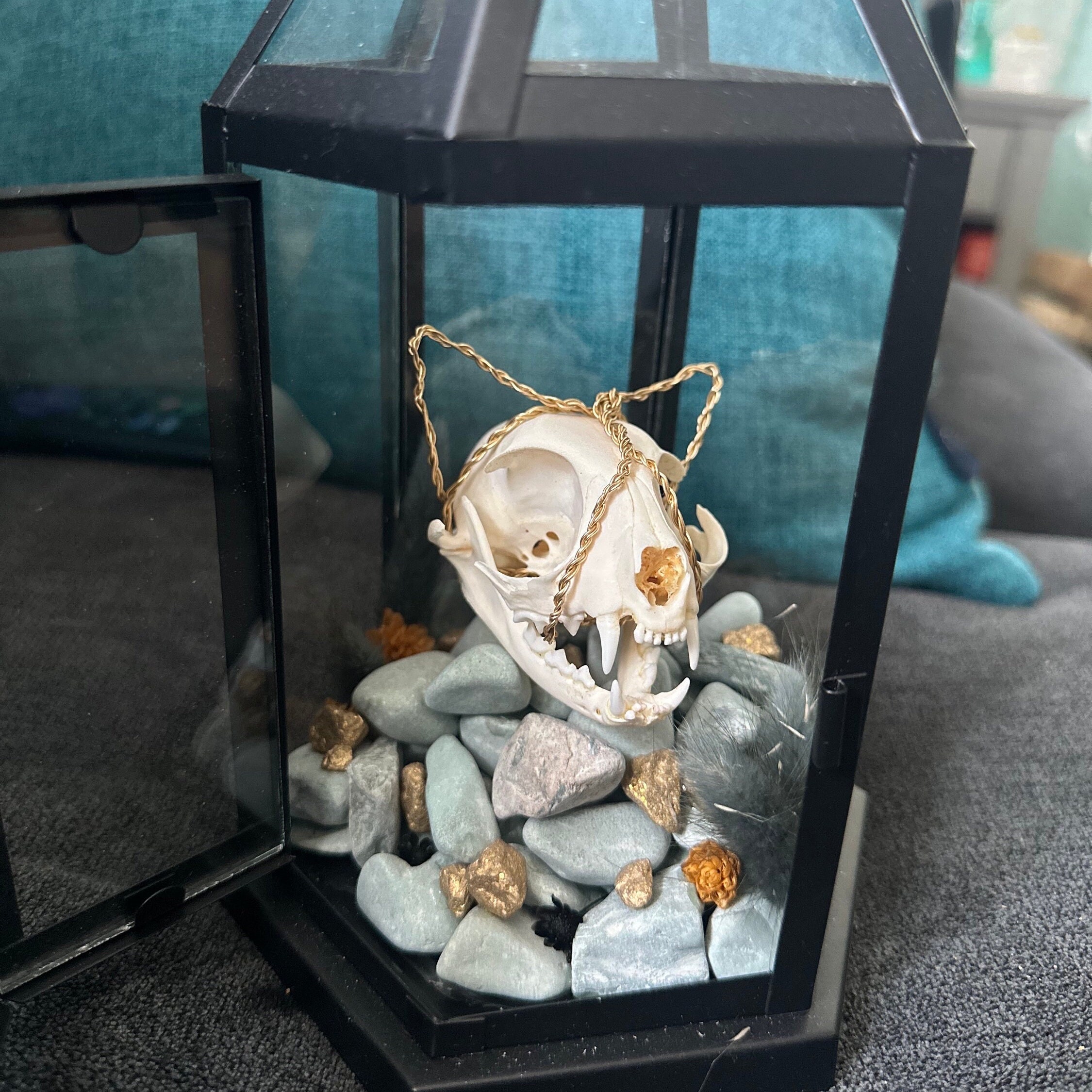 Animal Skull Lantern Rock Terrarium Real Feline Bones Woodsy Decor ...