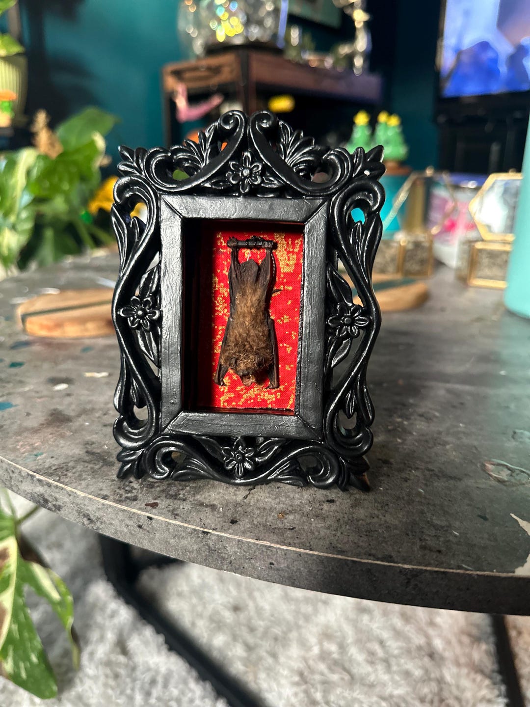 Real Animal Taxidermy Art | Decorative | Wall Art | Home Decor ...