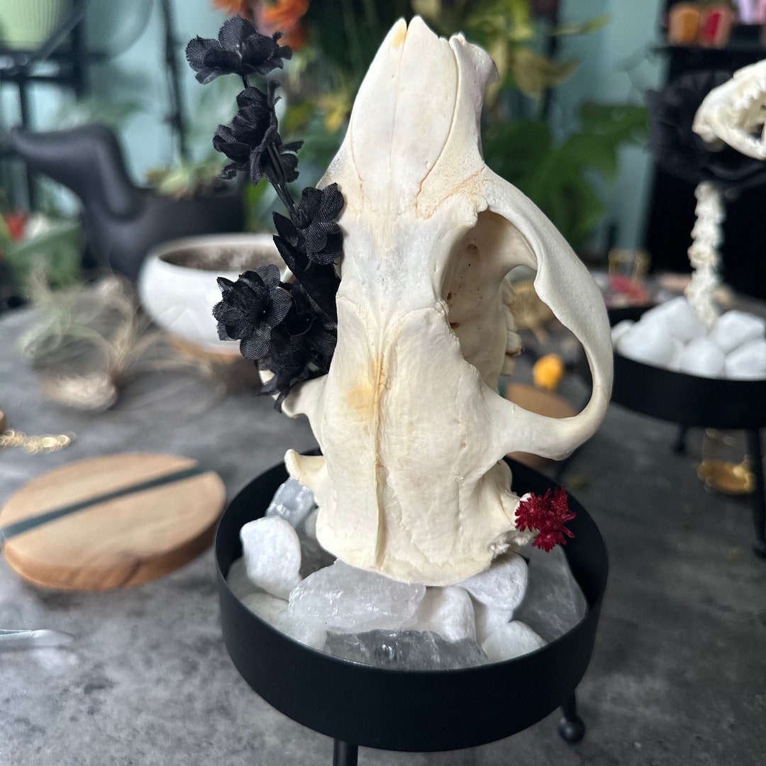 Real Animal Bones Beaver Skull Alien Terrarium Dried Flowers Hand Made ...