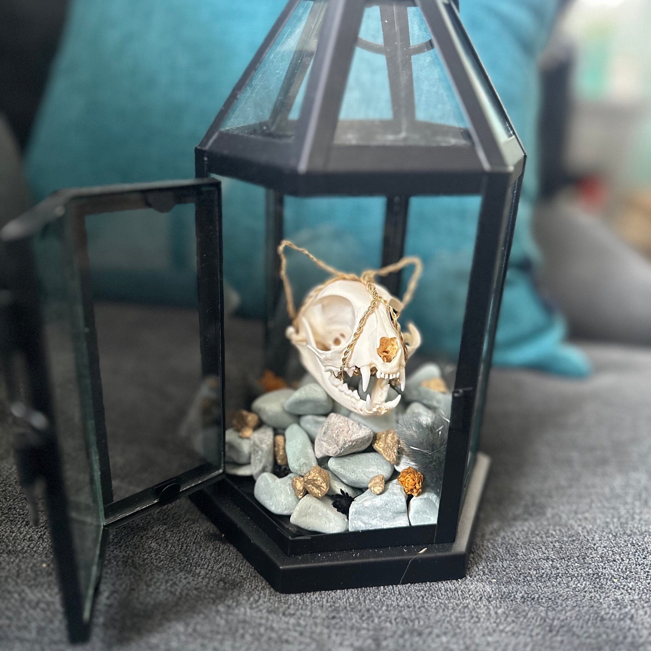 Animal Skull Lantern Rock Terrarium Real Feline Bones Woodsy Decor ...