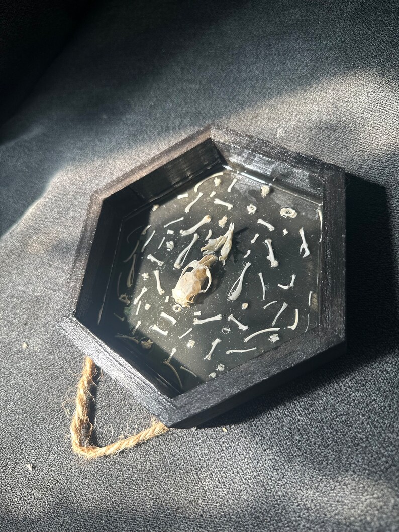 Mouse Skeleton Real Animal Bones Decorative Portrait - Etsy