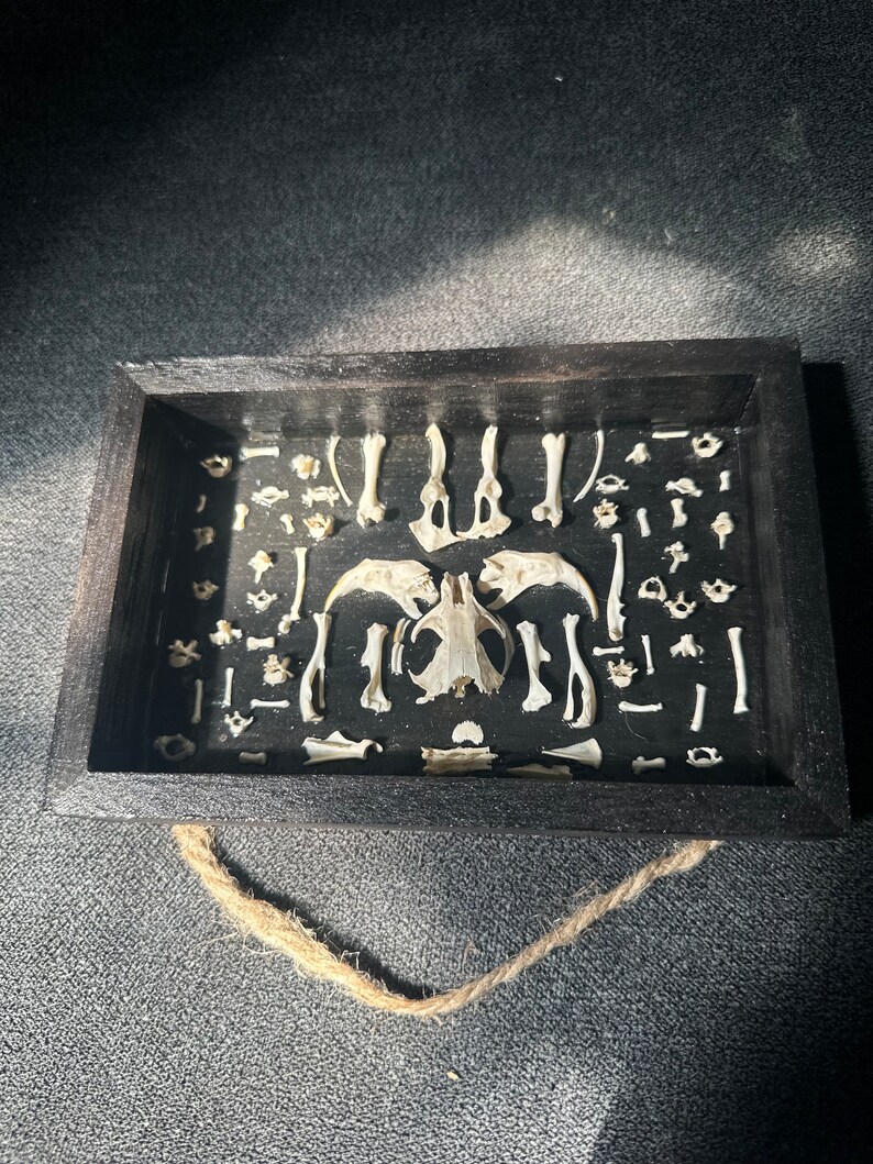 Mouse Skeleton Real Animal Bones Decorative Portrait - Etsy