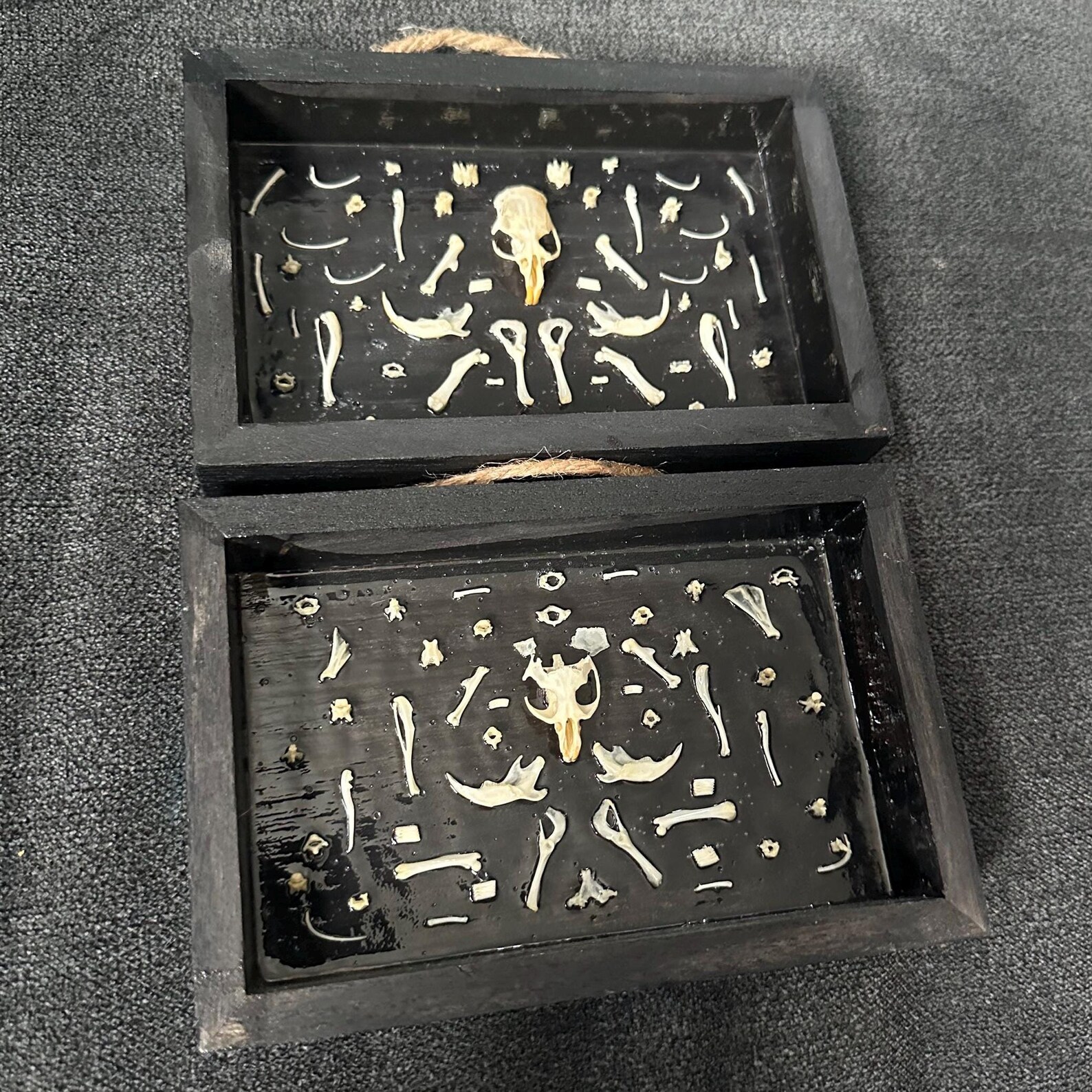 Mouse Skeleton Real Animal Bones Decorative Portrait Mouse Bones Owl ...